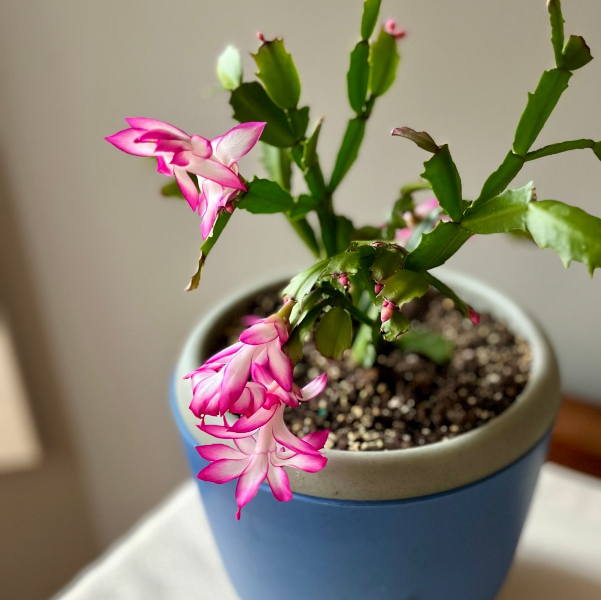 JOY – Melissa Kutsche